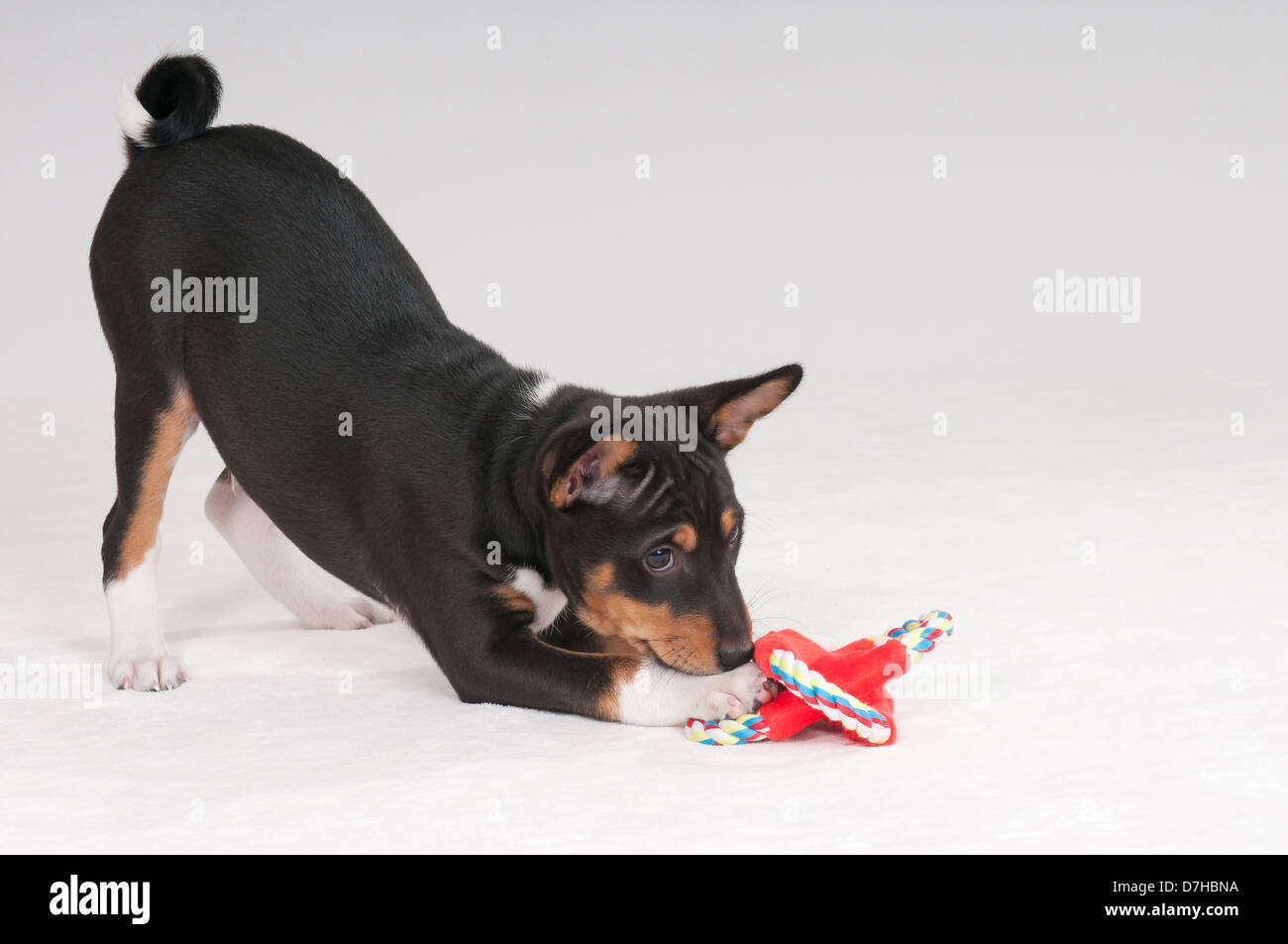 Basenji Two puppies 9 weeks old playing with toy Studio picture against ...