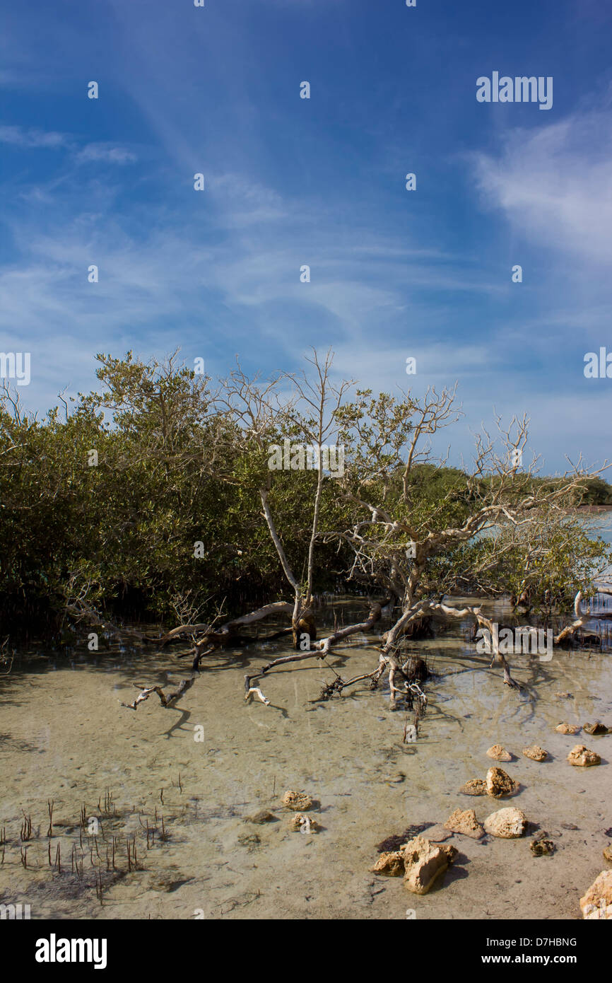 Nabq National Park Egypt Stock Photo - Alamy
