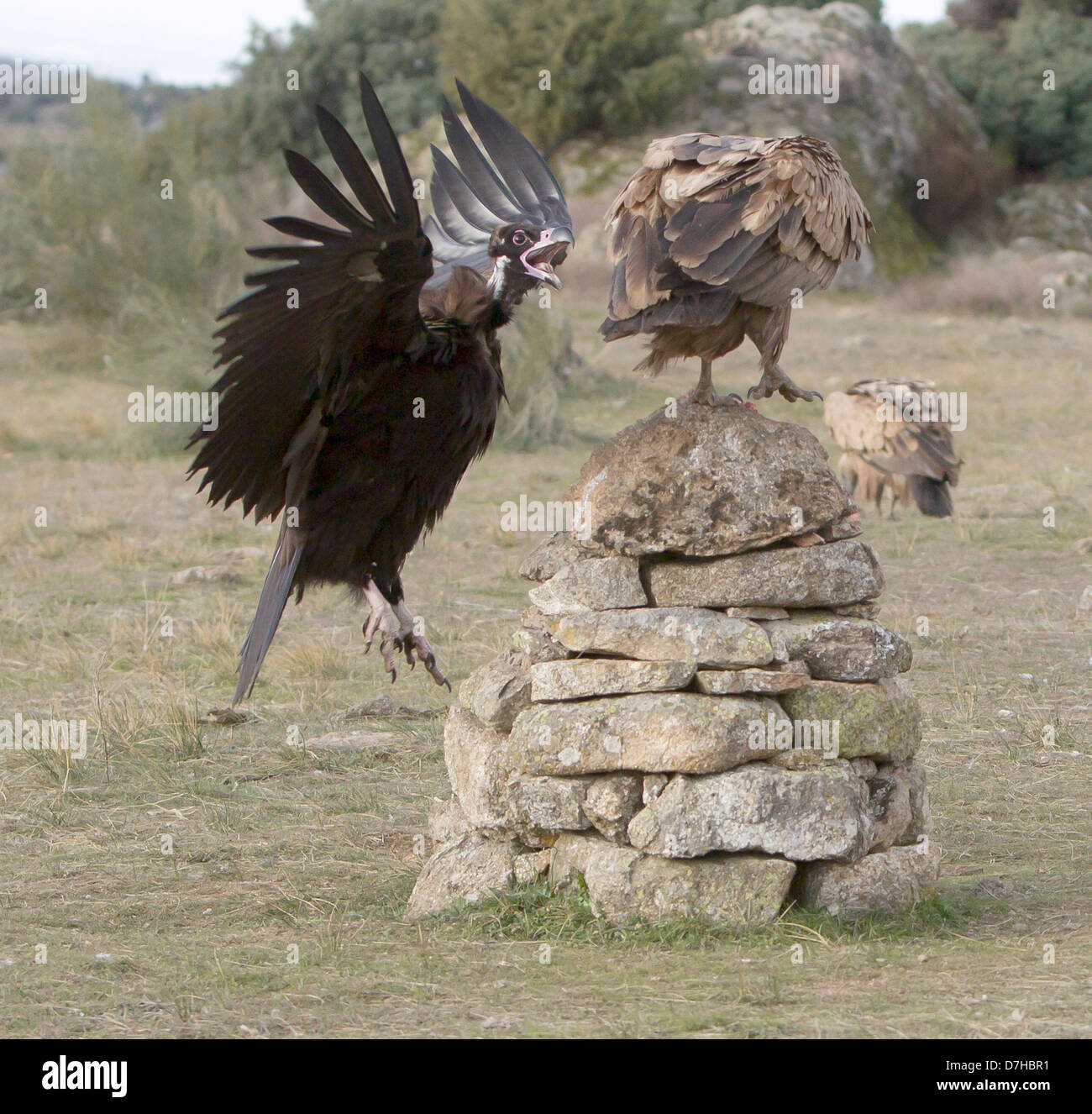 Black Vulture Aegypius monachus and Griffon Vulture Gyps Vulvus in ...