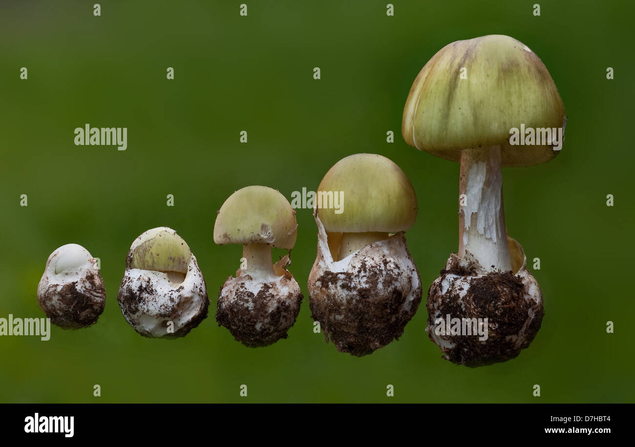 Death Cap (Amanita phalloides), fruit bodies of different age Stock ...