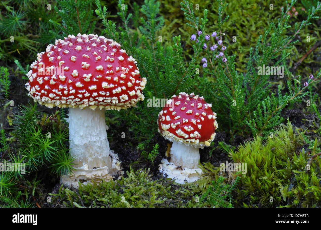 Fly Agaric (Amanita muscaria), older and young toadstool Stock Photo ...