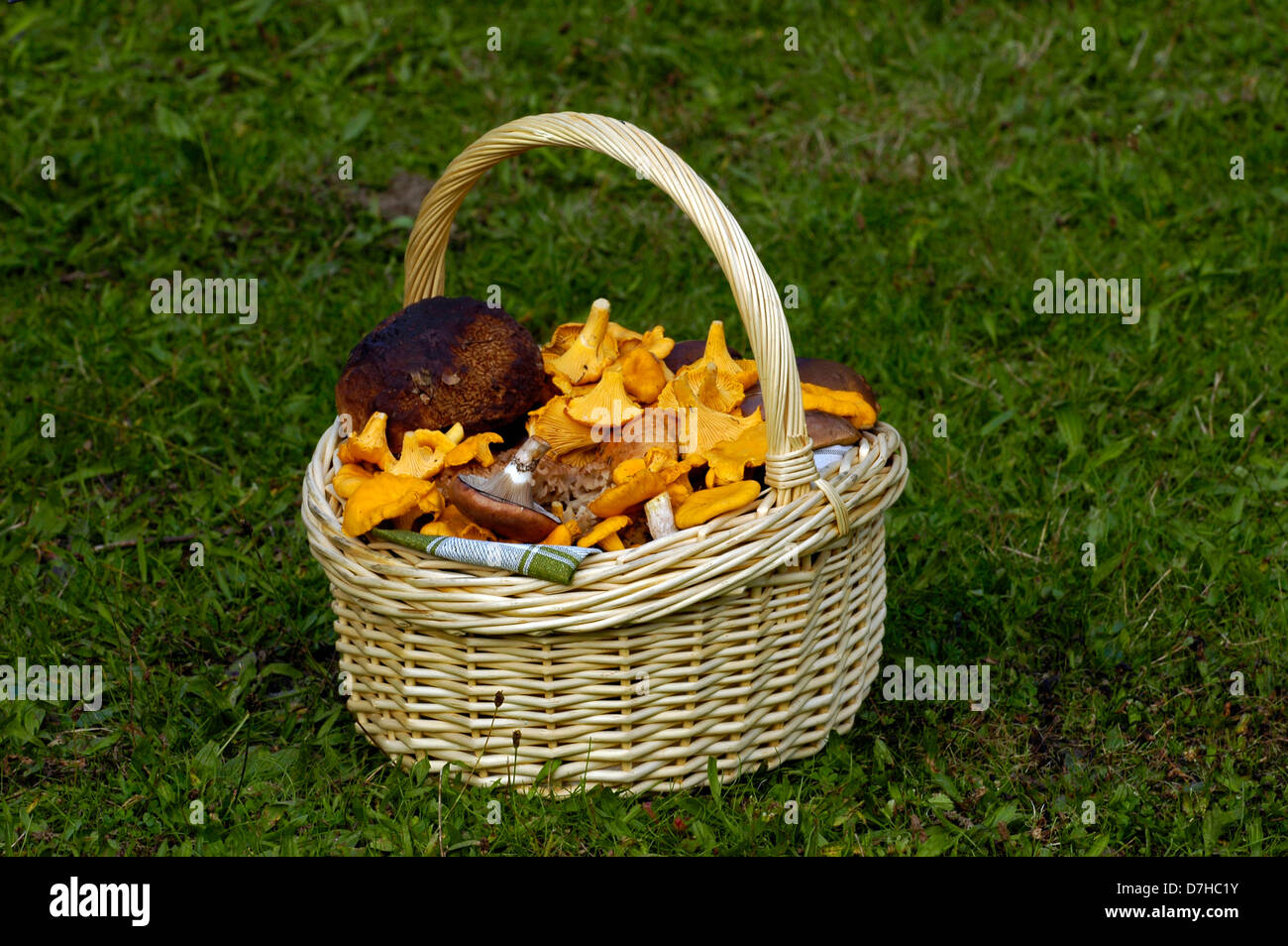 Slimy spike caps hi-res stock photography and images - Alamy