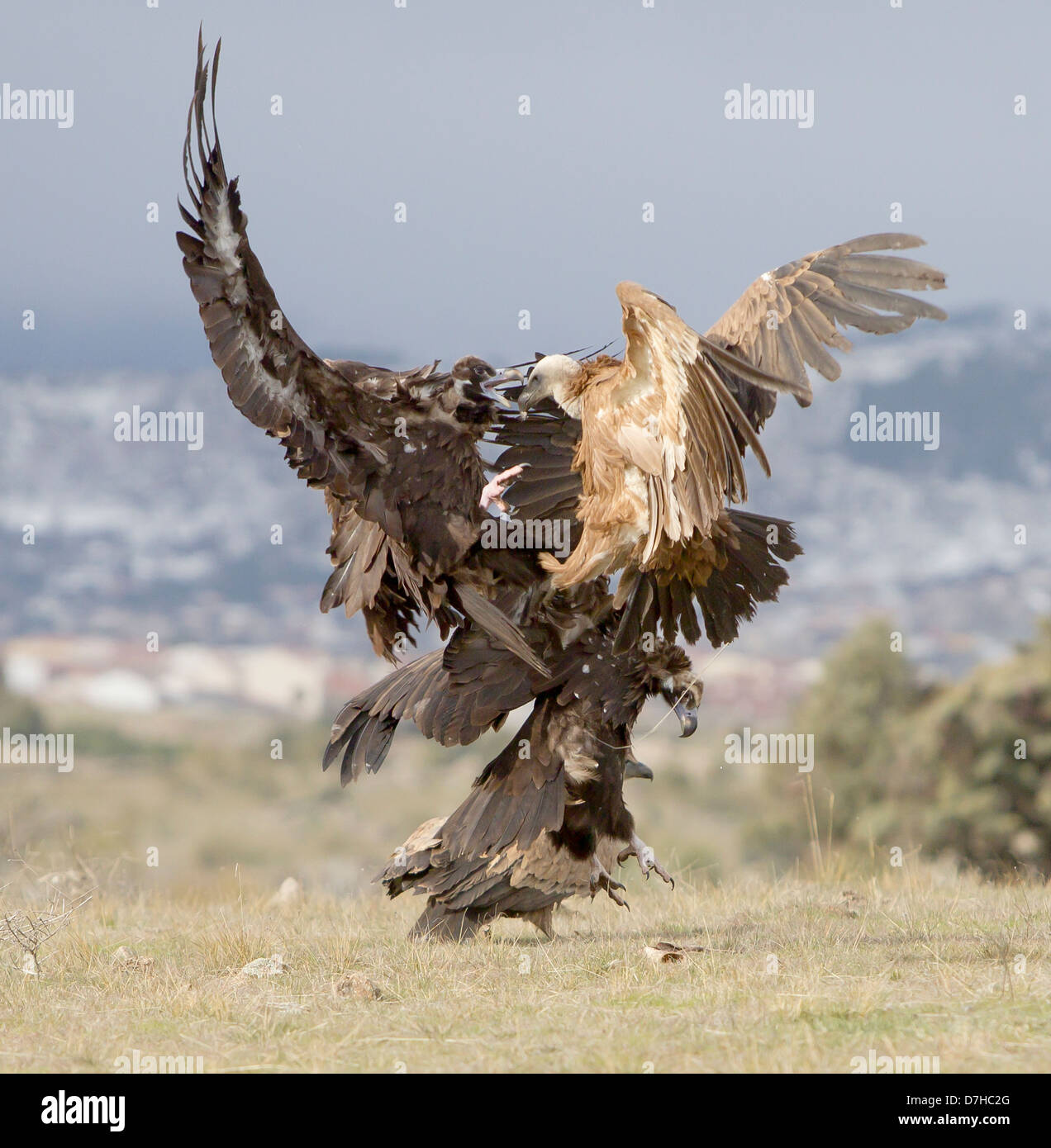 Black Vulture Aegypius monachus and Griffon Vulture Gyps Vulvus in ...