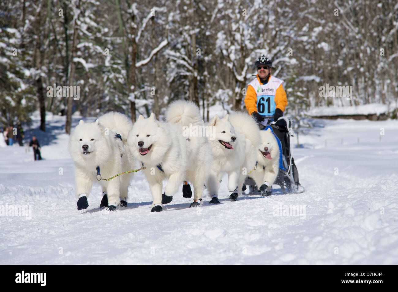 Samoyed Team during sled dog race. Kandersteig, Bern, Switzerland Stock ...