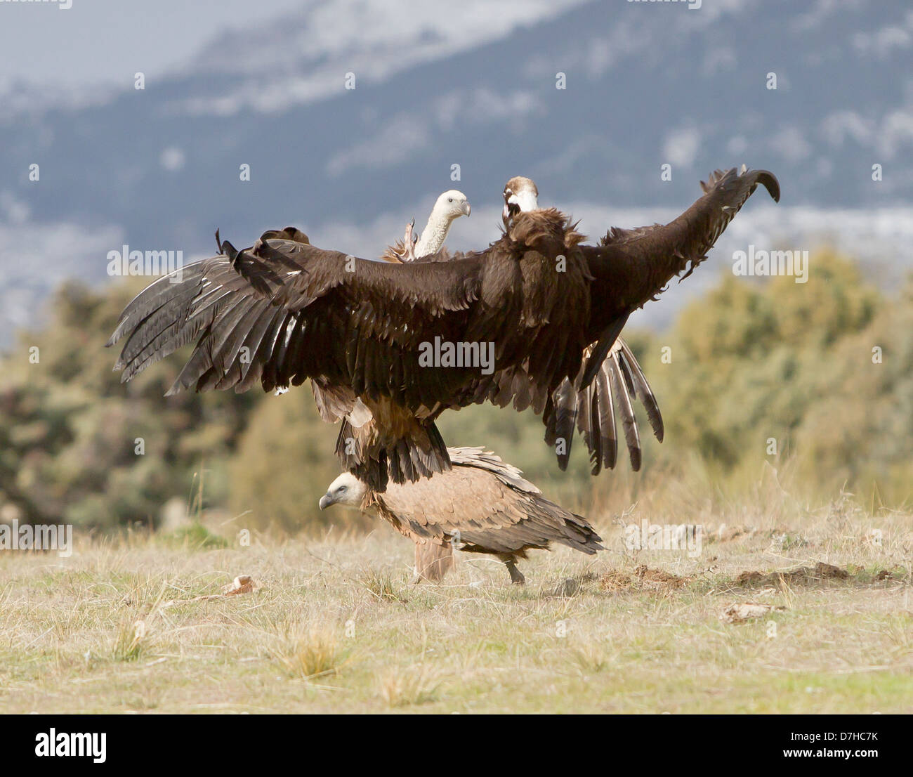 Black Vulture Aegypius monachus and Griffon Vulture Gyps Vulvus in ...
