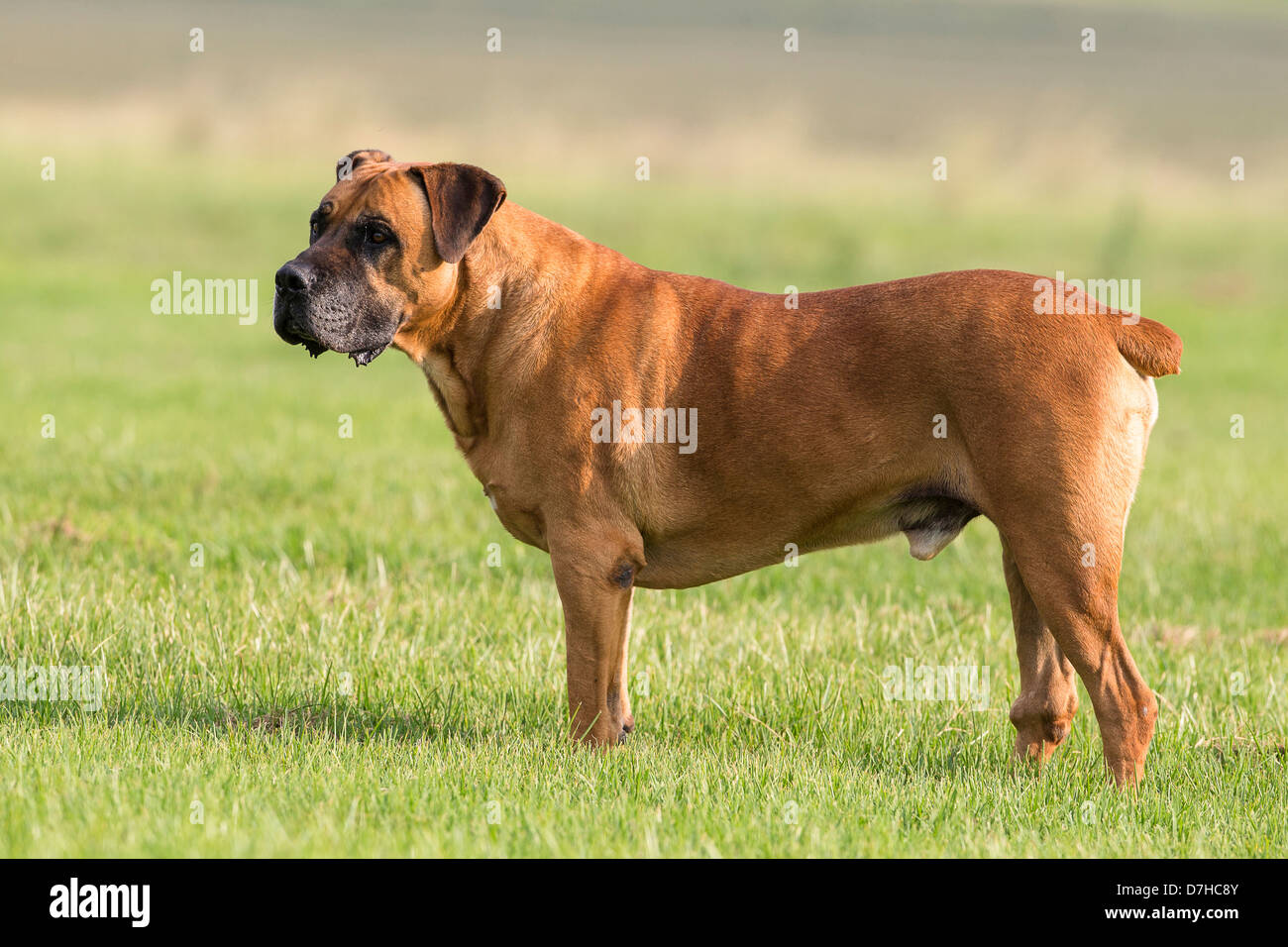 Boerboel male hi-res stock photography and images - Alamy