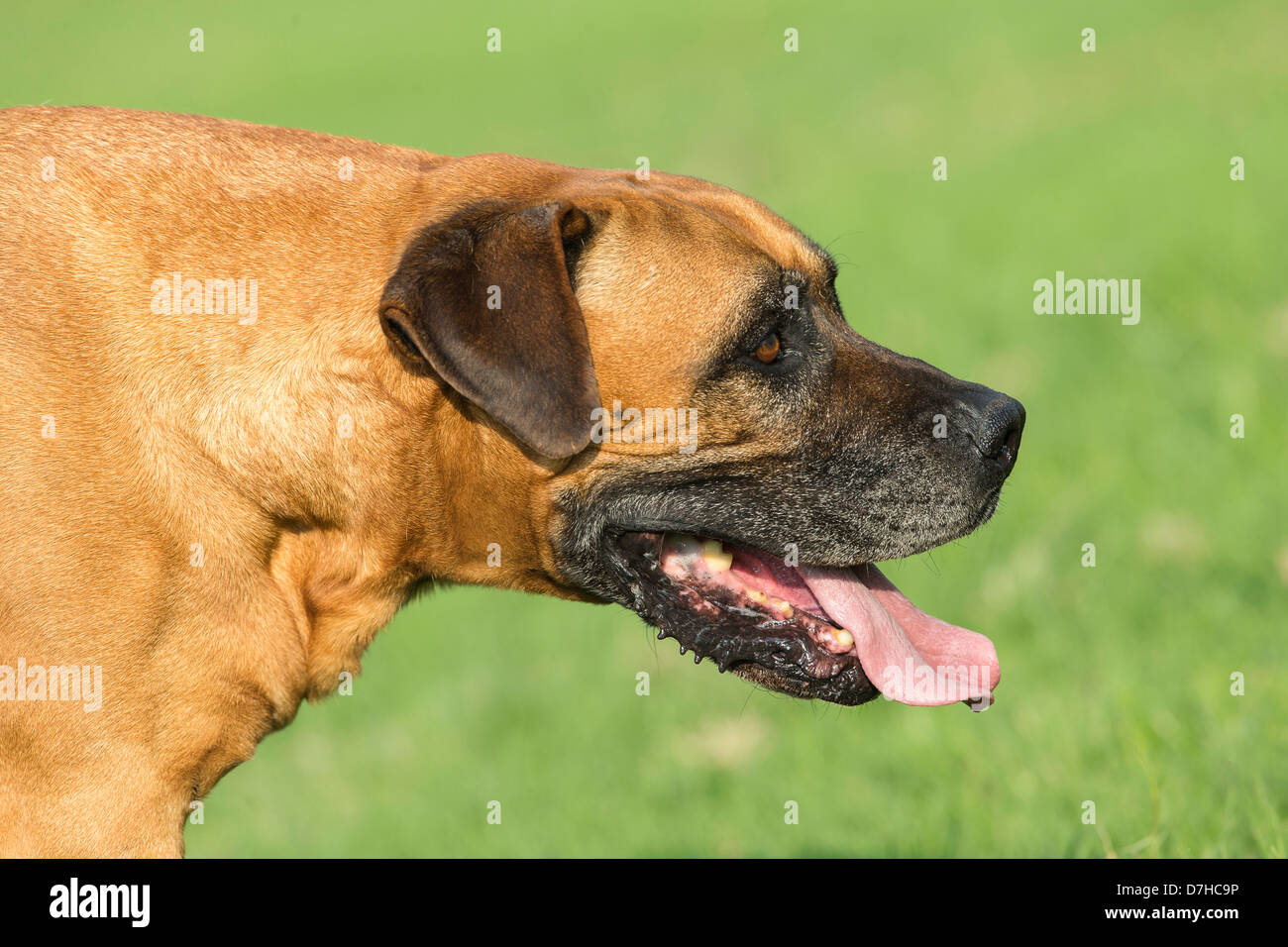 Boerboel Portrait of adult Stock Photo - Alamy