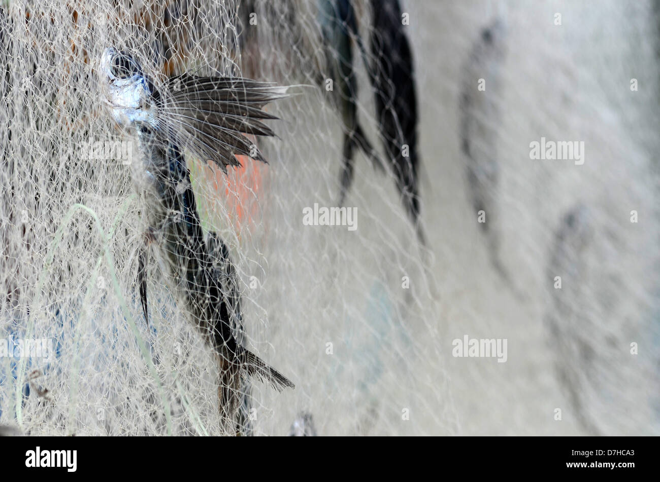 08 MAY 2013, SARANGANI PROVINCE, PHIIPPINES - Freshly caught flying ...