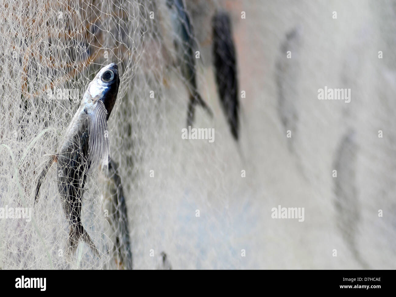 08 MAY 2013, SARANGANI PROVINCE, PHIIPPINES - Freshly caught flying ...