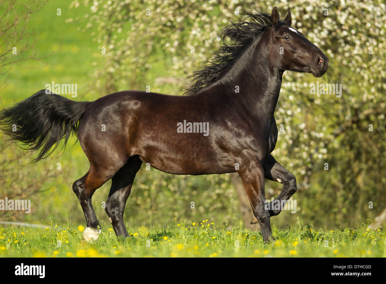 Alt-Oldenburger Black horse in trot meadow Stock Photo - Alamy
