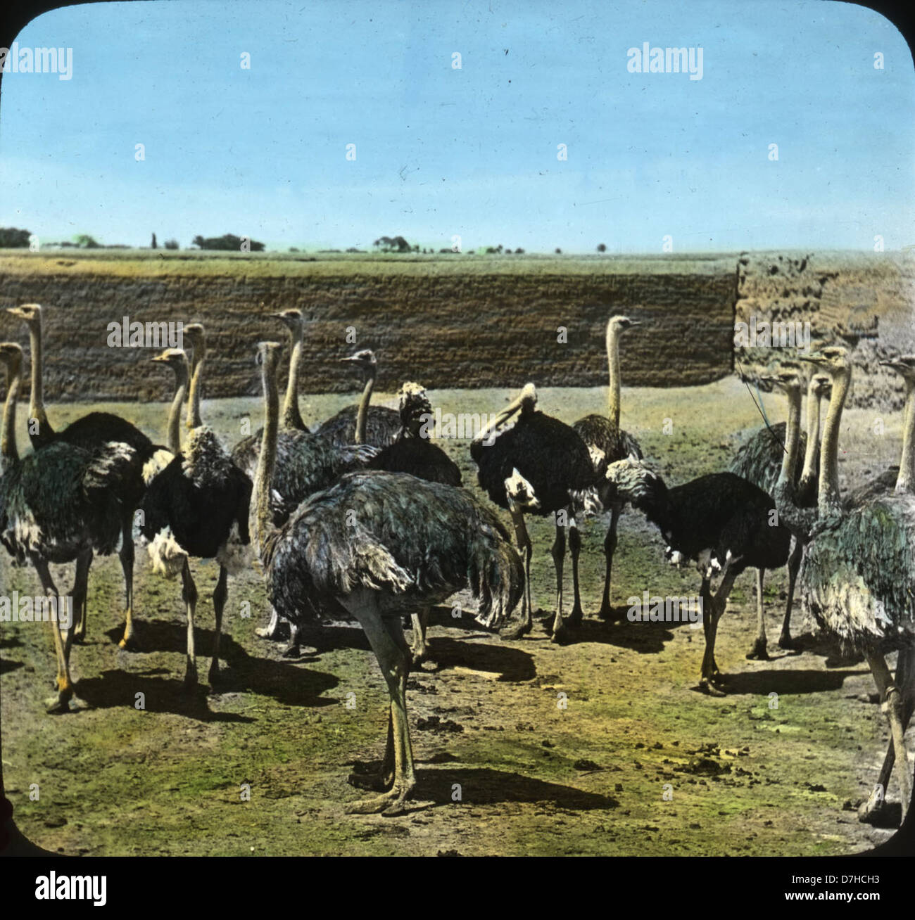 A group of ostriches captured in the wild of Australia, showcasing the ...