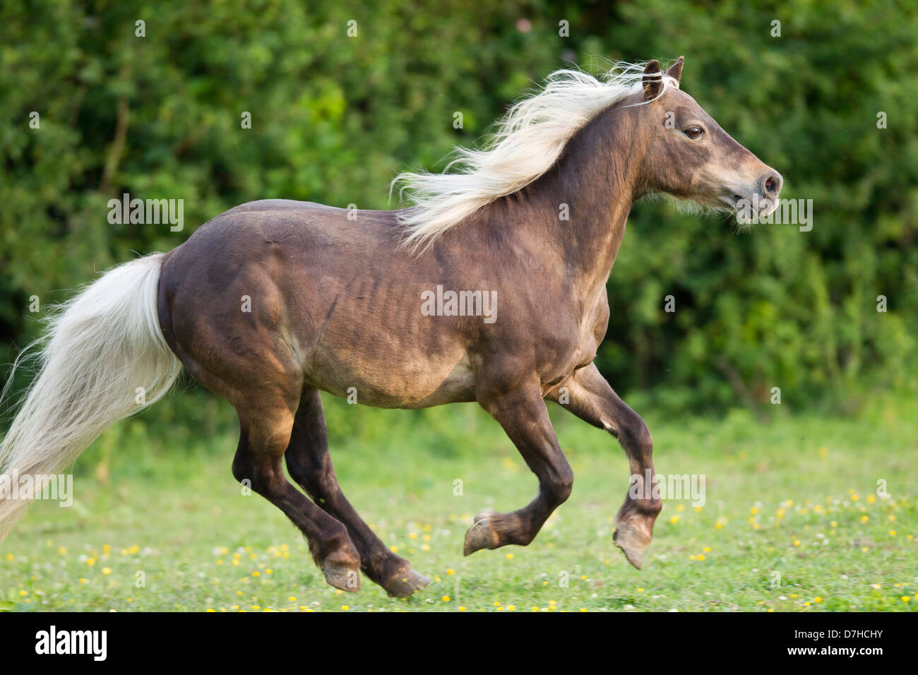 American shetland pony hi-res stock photography and images - Alamy