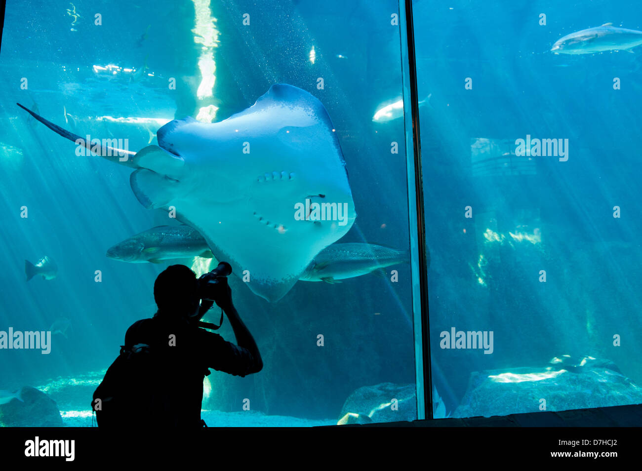 Giant Sting Ray, Predator exhibit, Two Oceans Aquarium, Victoria ...