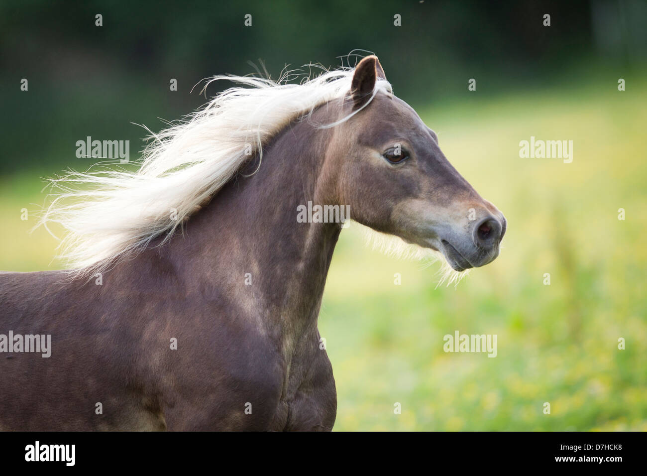 American shetland pony hi-res stock photography and images - Alamy