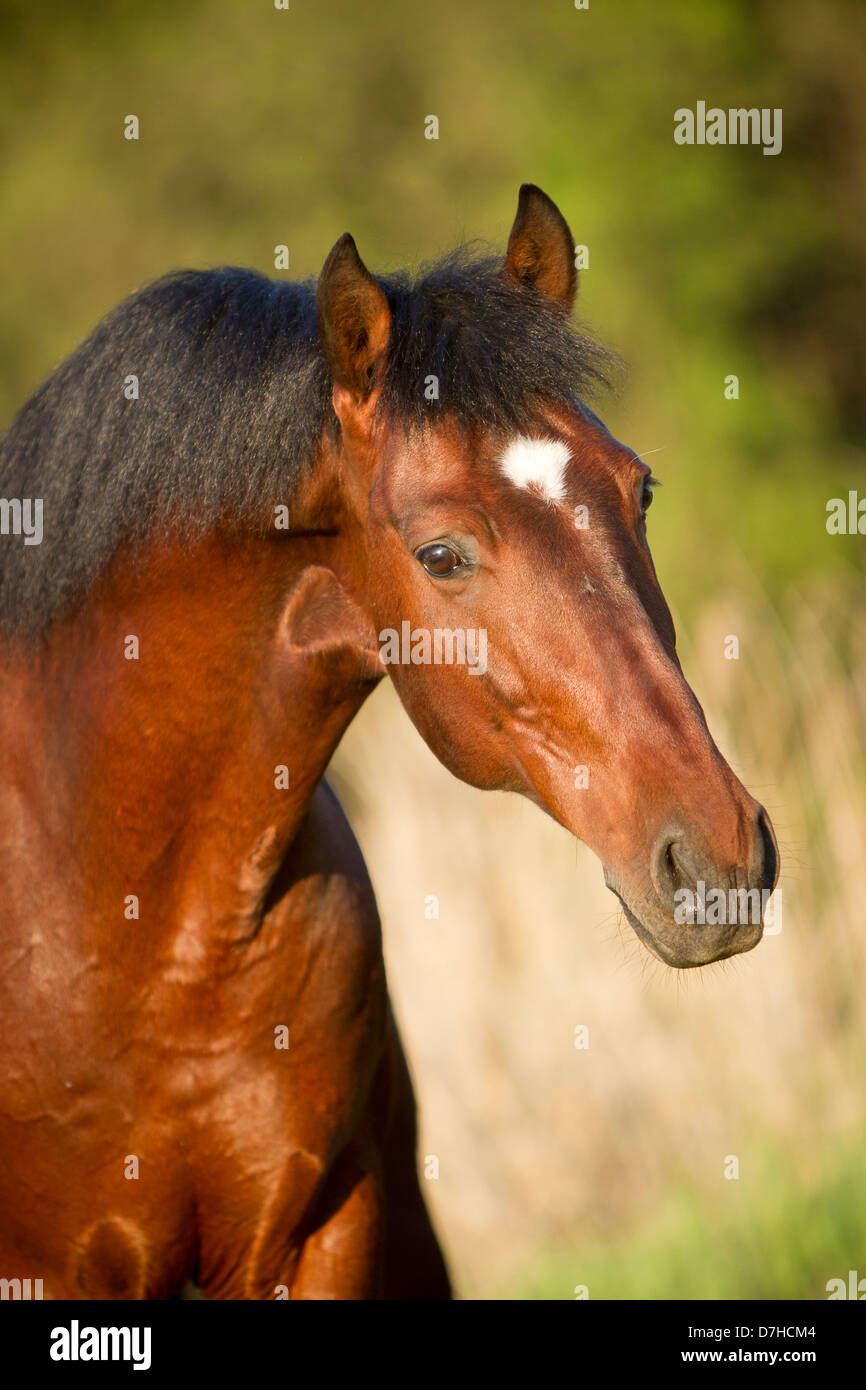 Andalusian Horse Portrait of bay horse Stock Photo - Alamy