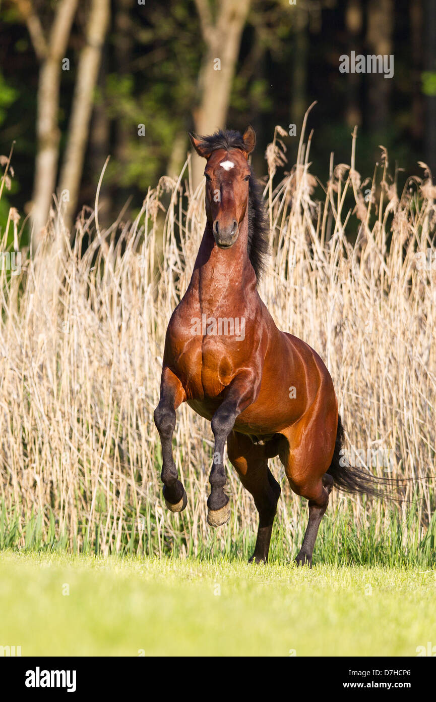 Andalusian Horse Bay horse rearing pasture Stock Photo - Alamy