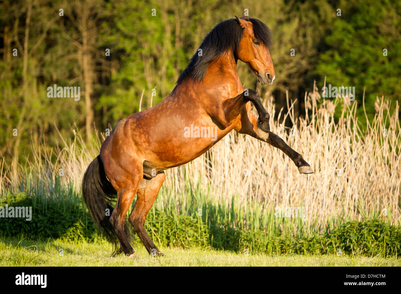 Andalusian Horse Bay stallion rearing pasture Stock Photo - Alamy
