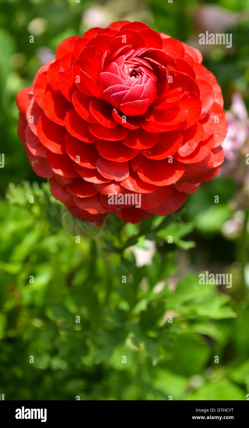 Red Ranunculus Flowers