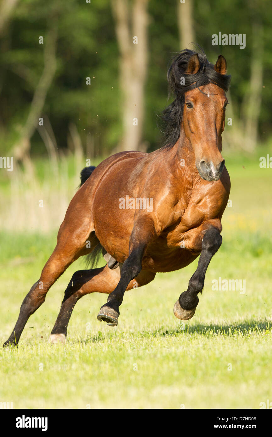 Andalusian Horse Bay stallion galloping pasture Stock Photo - Alamy