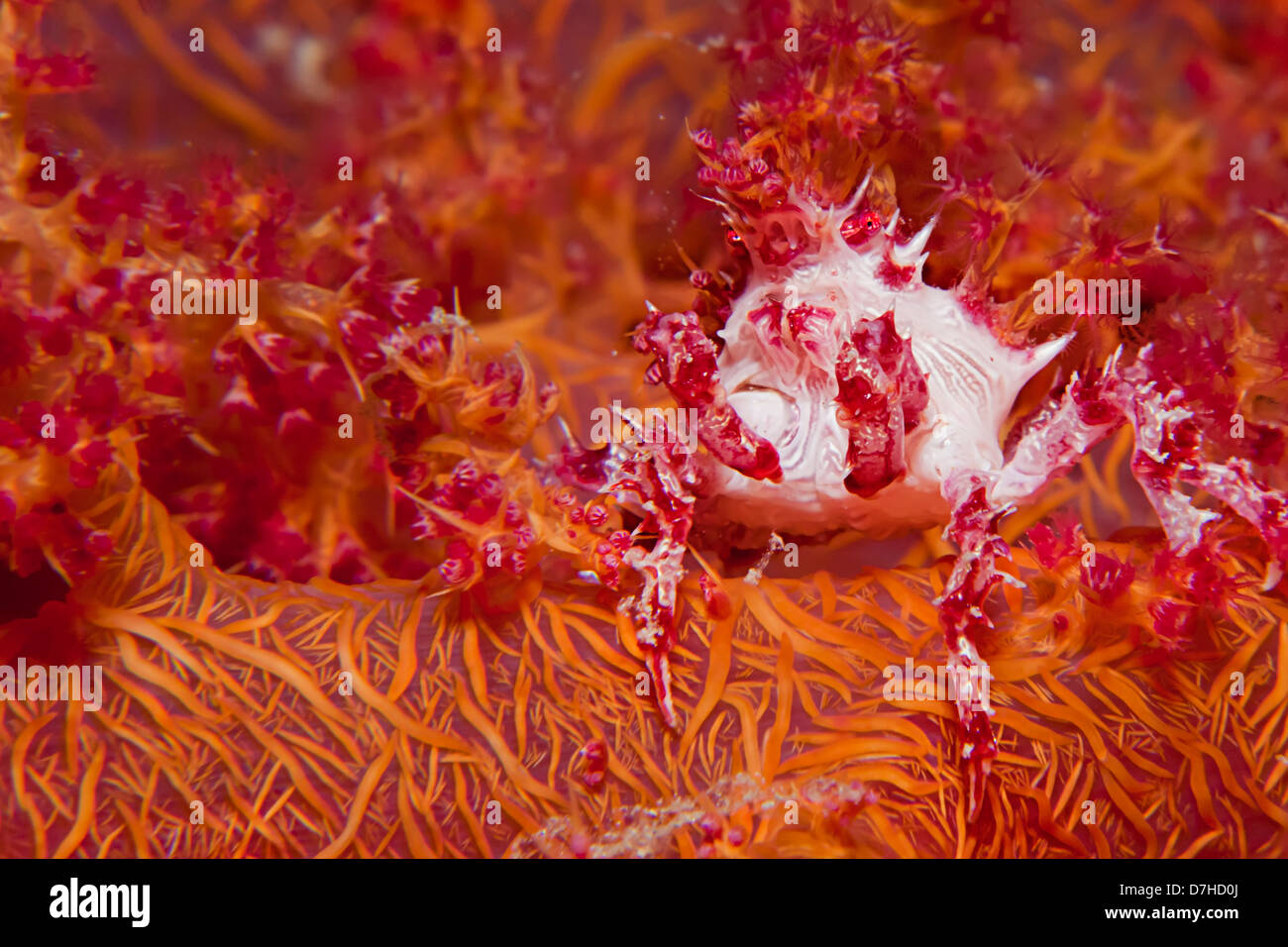 Soft Coral Spider Crab ( Hoplophrys oatesii Stock Photo - Alamy