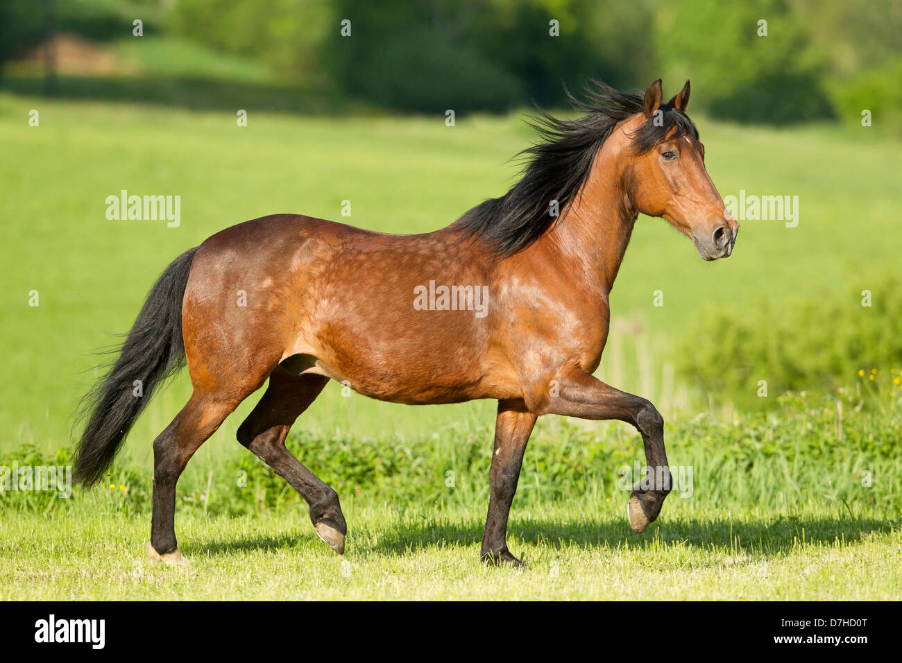 Andalusian Horse Bay stallion trotting pasture Stock Photo - Alamy