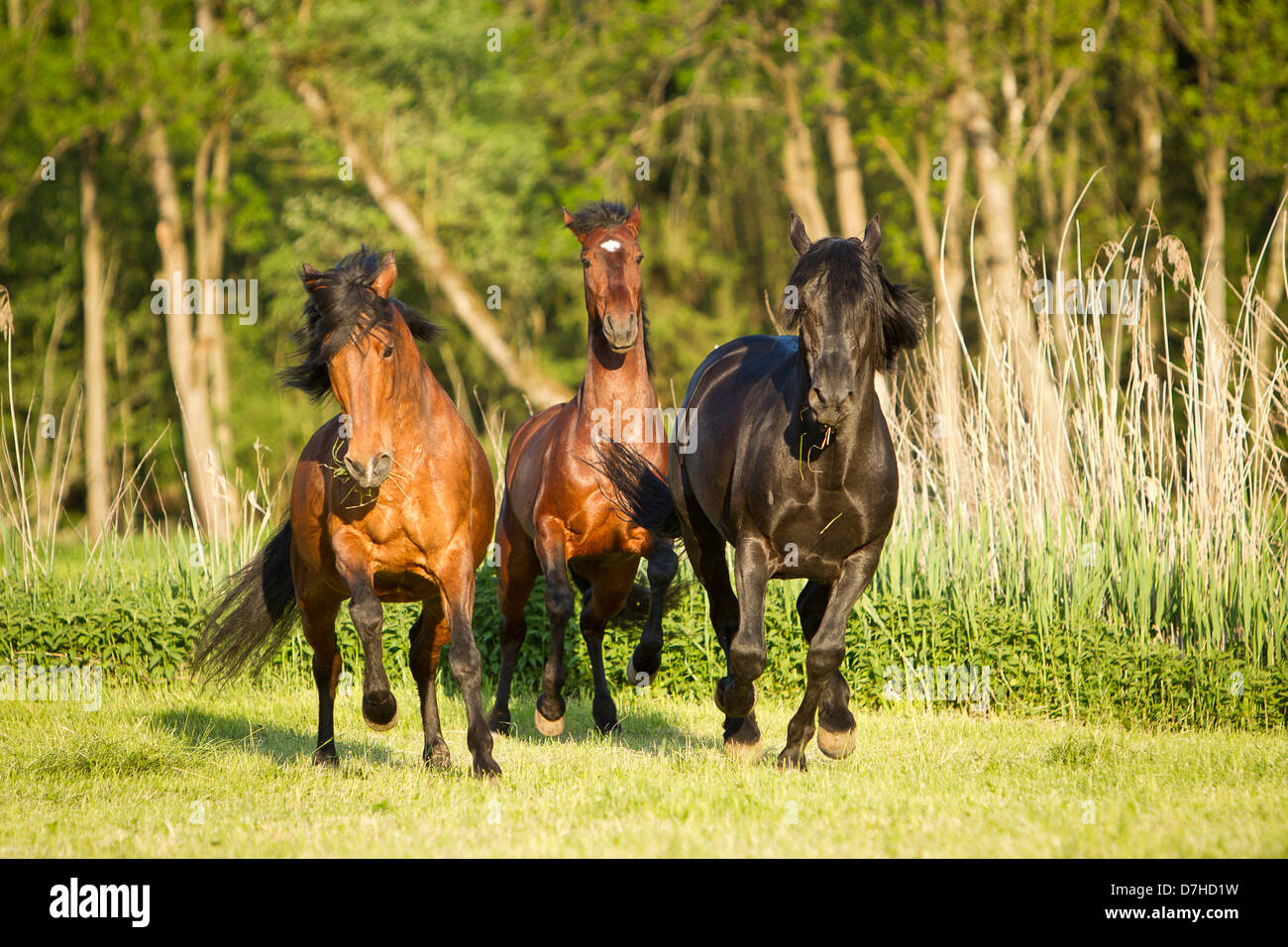 Andalusian Horse Three horses galloping pasture Stock Photo - Alamy