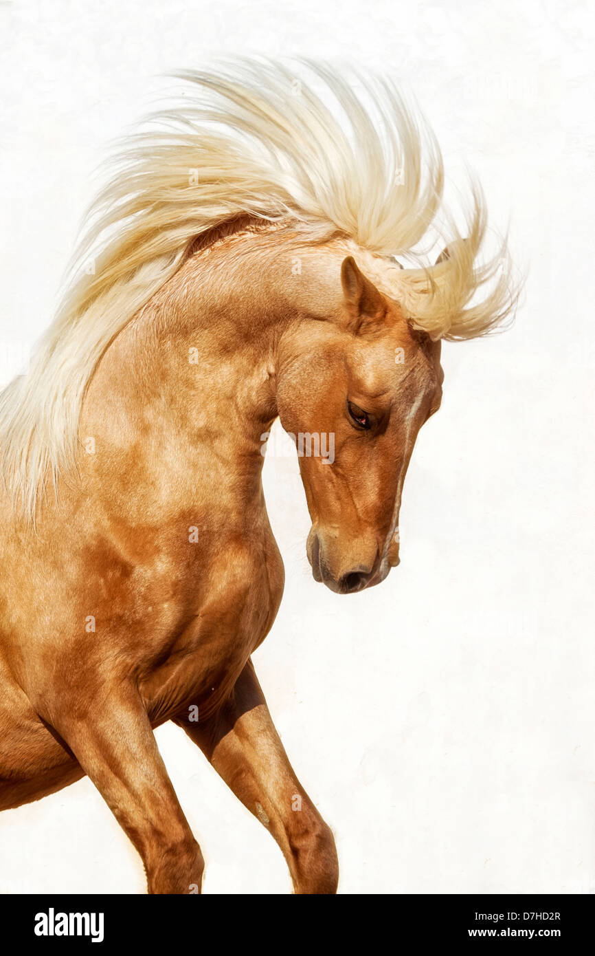Barb Horse Palomino stallion Nour portrait with mane flowing Stock ...