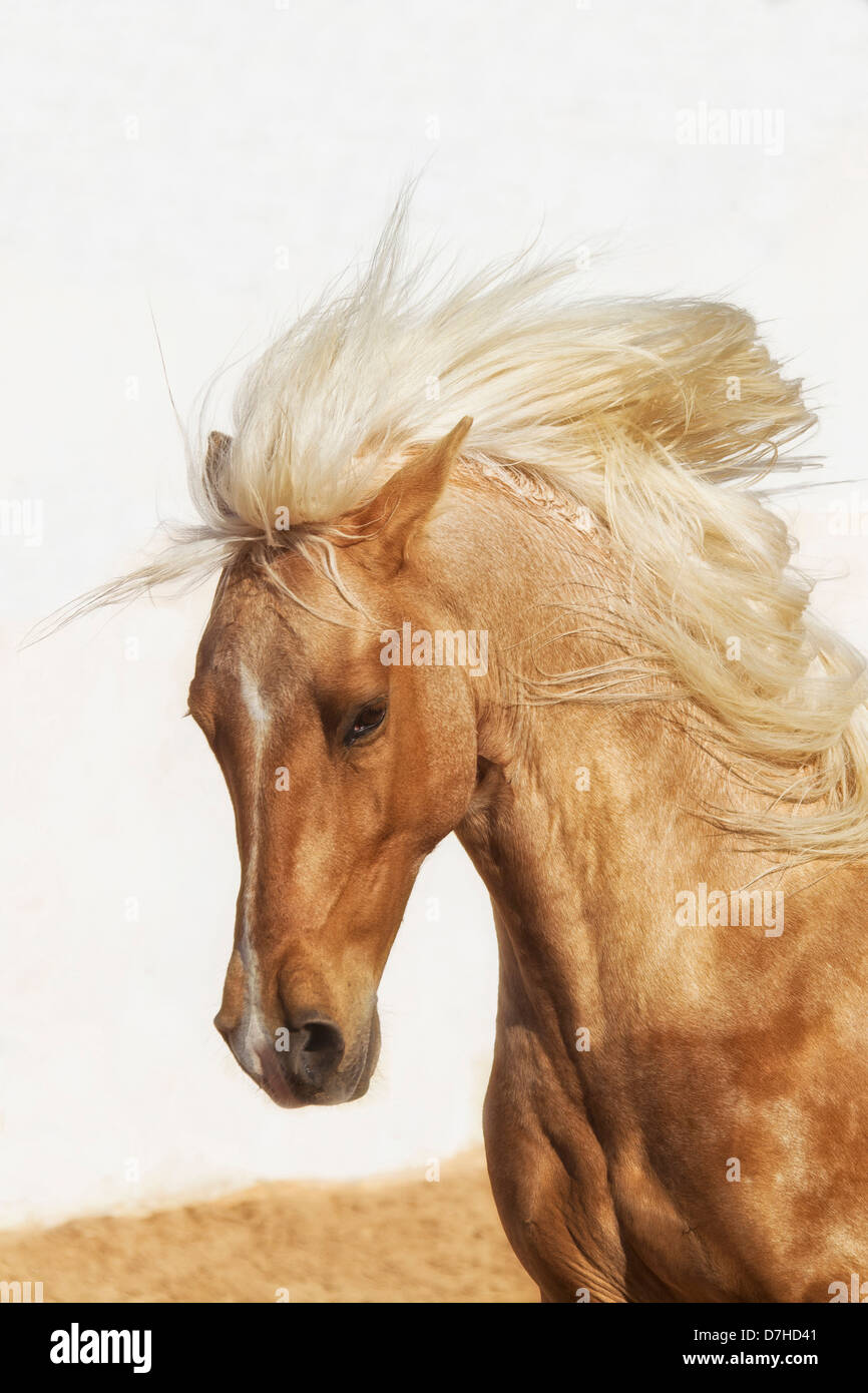 Barb Horse Palomino stallion Nour portrait with mane flowing Stock ...