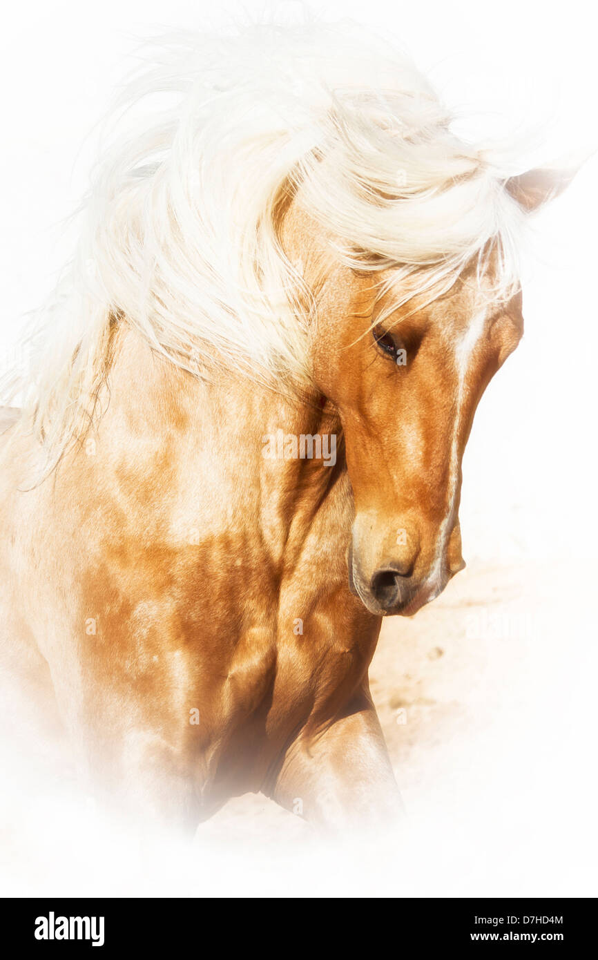 Barb Horse Palomino stallion Nour portrait with mane flowing Stock ...