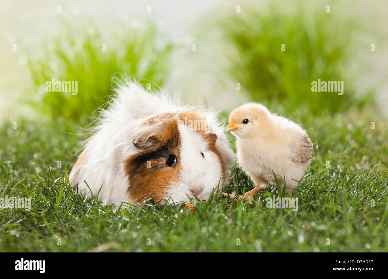Animal friendship: Guinea Pig with chick Stock Photo - Alamy