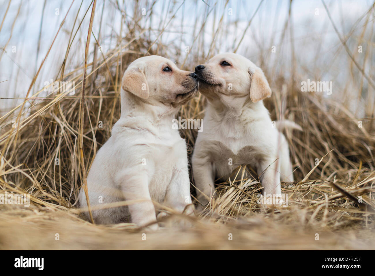 Reed brothers hi-res stock photography and images - Alamy