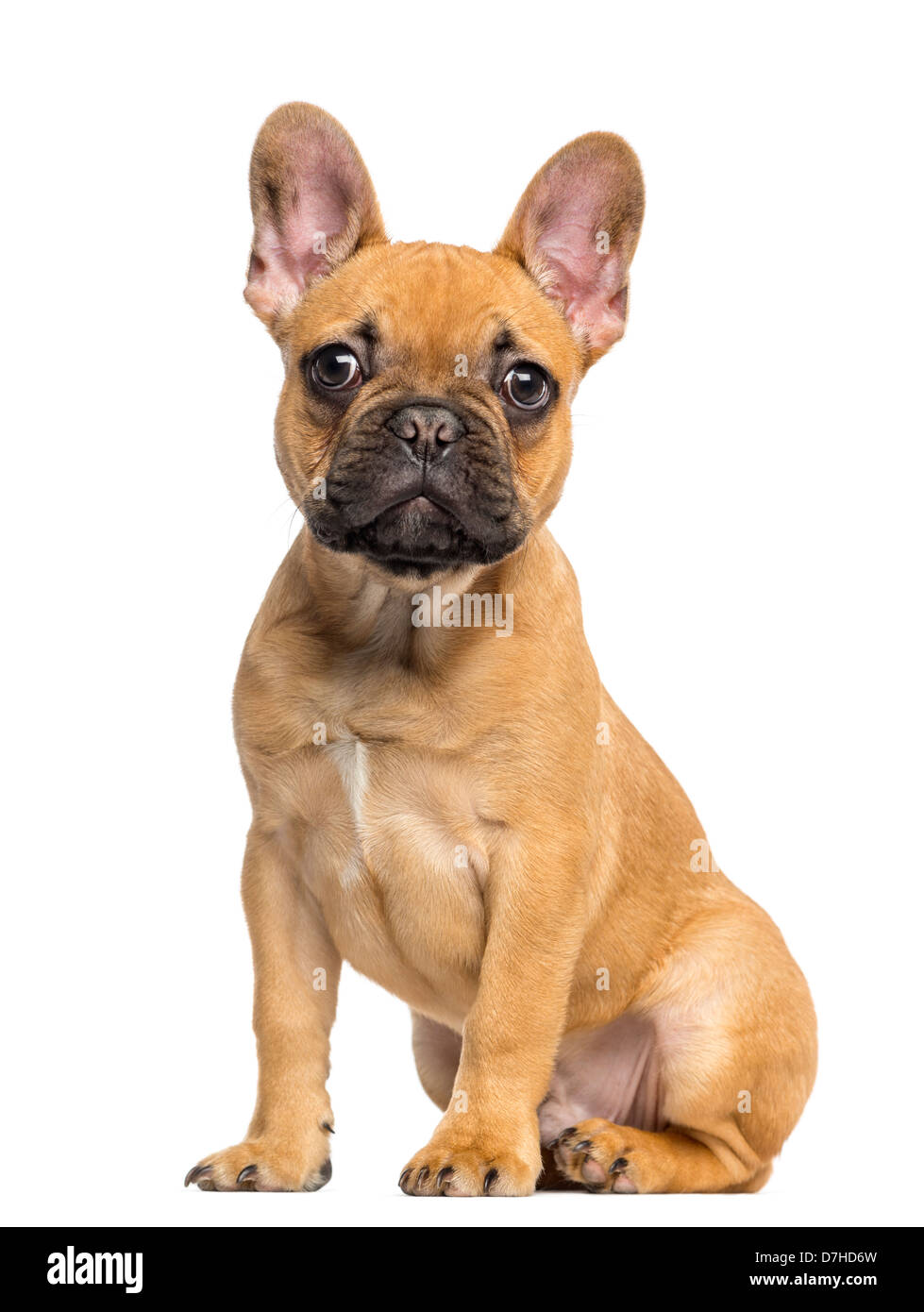 French Bulldog puppy, 4 months old, sitting against white background ...