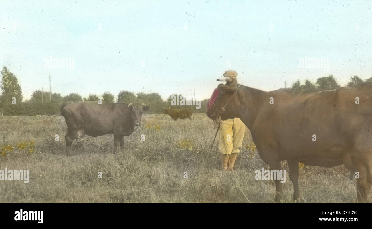 Cattle are Tethered Stock Photo - Alamy