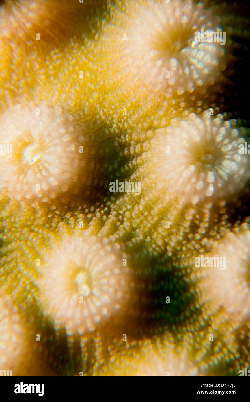 Texture and pattern details of coral Stock Photo - Alamy