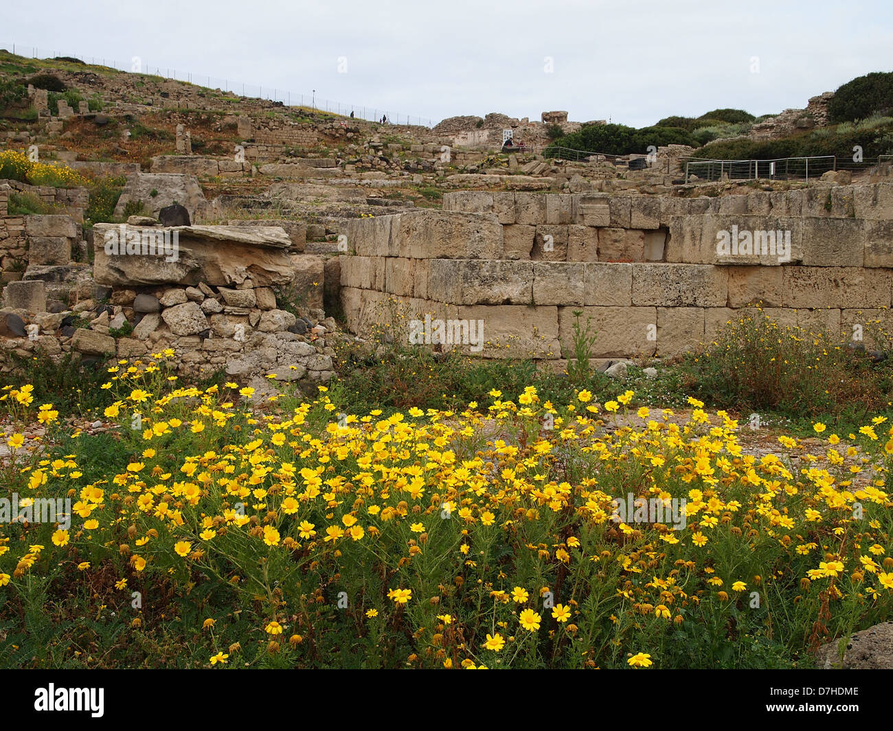 Lots of yellow flowers at Tharros Stock Photo - Alamy
