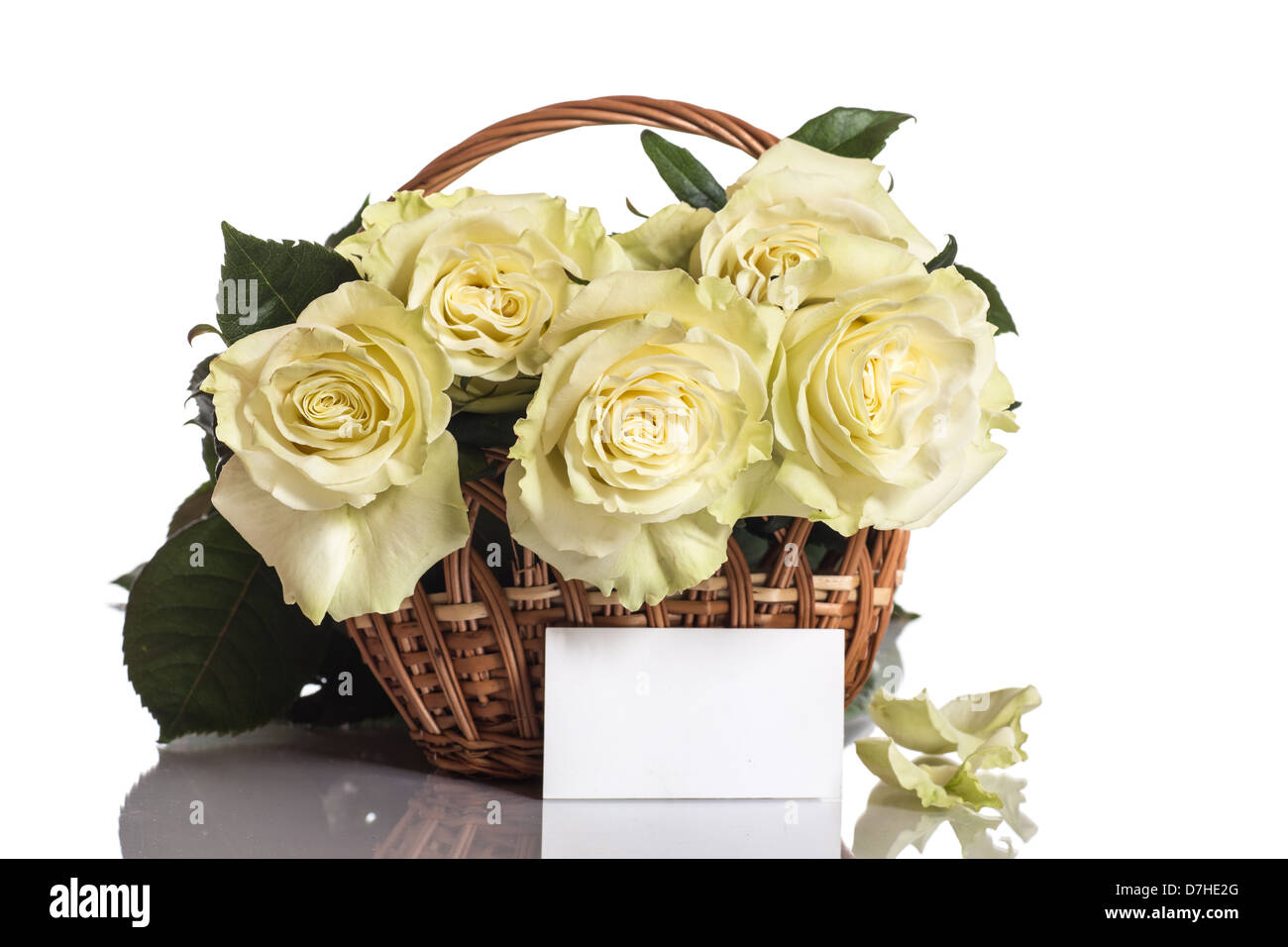 beautiful fresh roses on a white background Stock Photo - Alamy