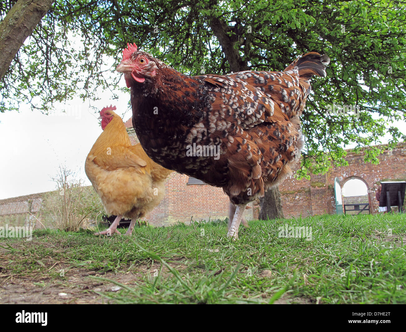 Cross Breed Chicken High Resolution Stock Photography and Images - Alamy