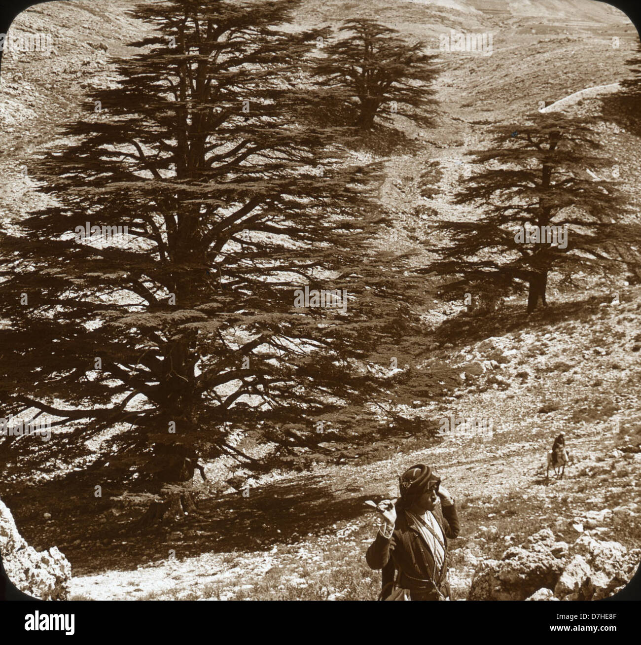 The Cedars of Lebanon, located in the mountains of the Holy Land, are a ...