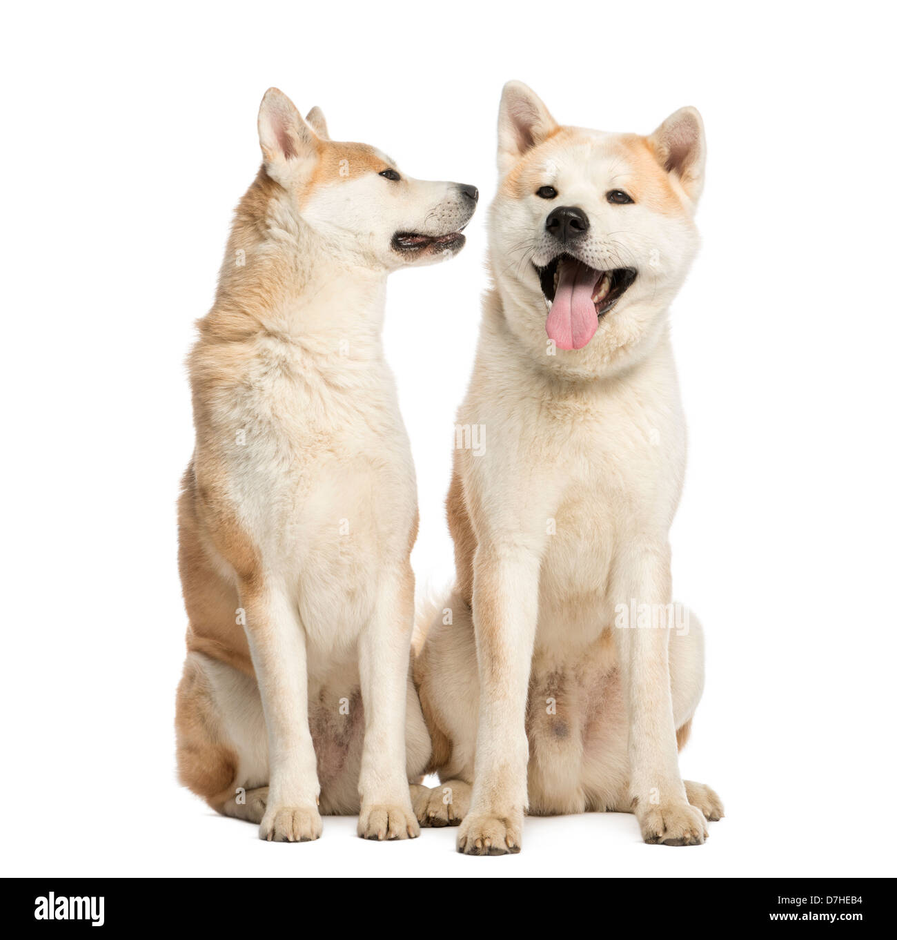 How Big Do Akita Inus Get