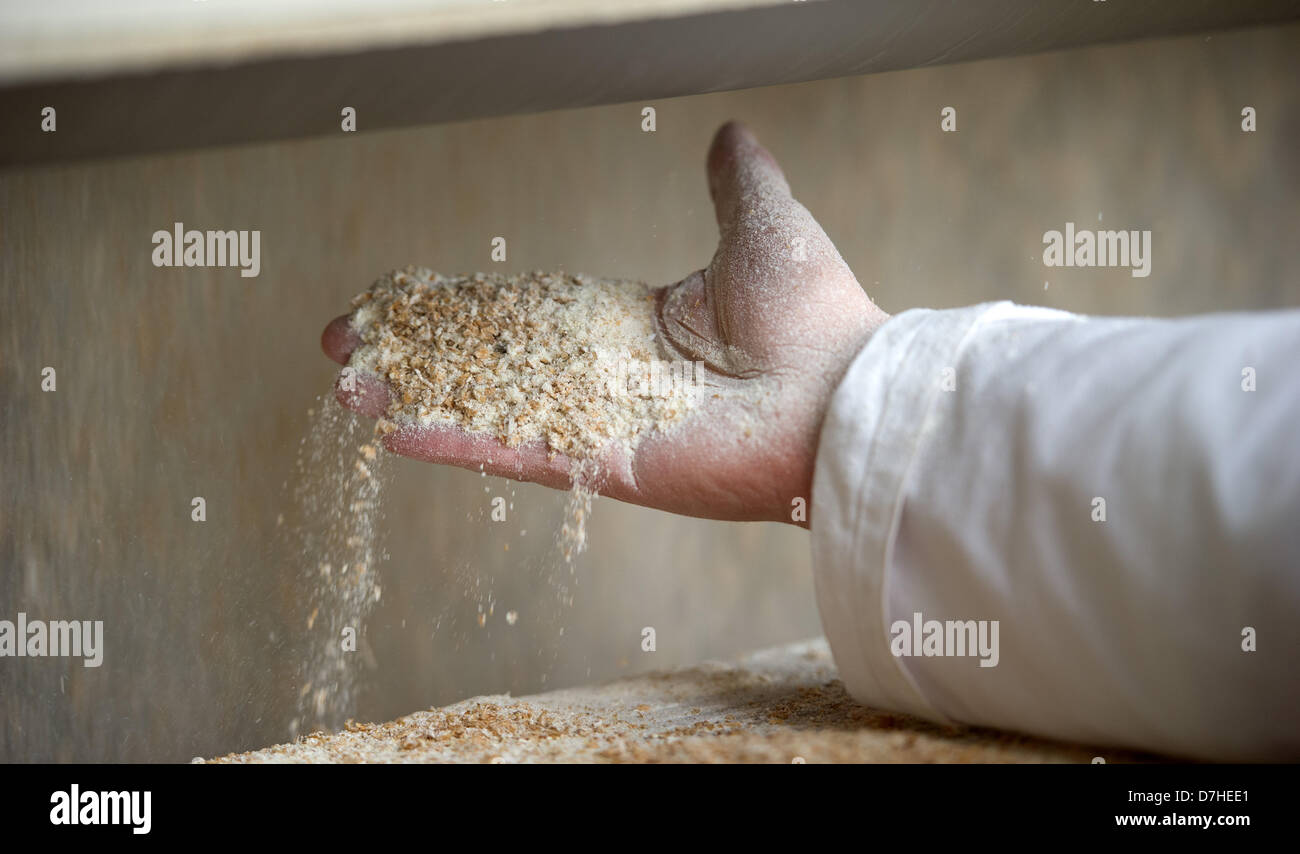 An employee of 'Dresdener Mühle' (Corn mill Dresden) shows the grinded ...