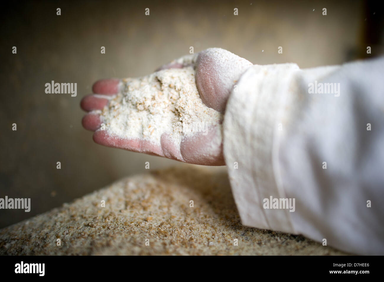 An employee of 'Dresdener Mühle' (Corn mill Dresden) shows the grinded ...