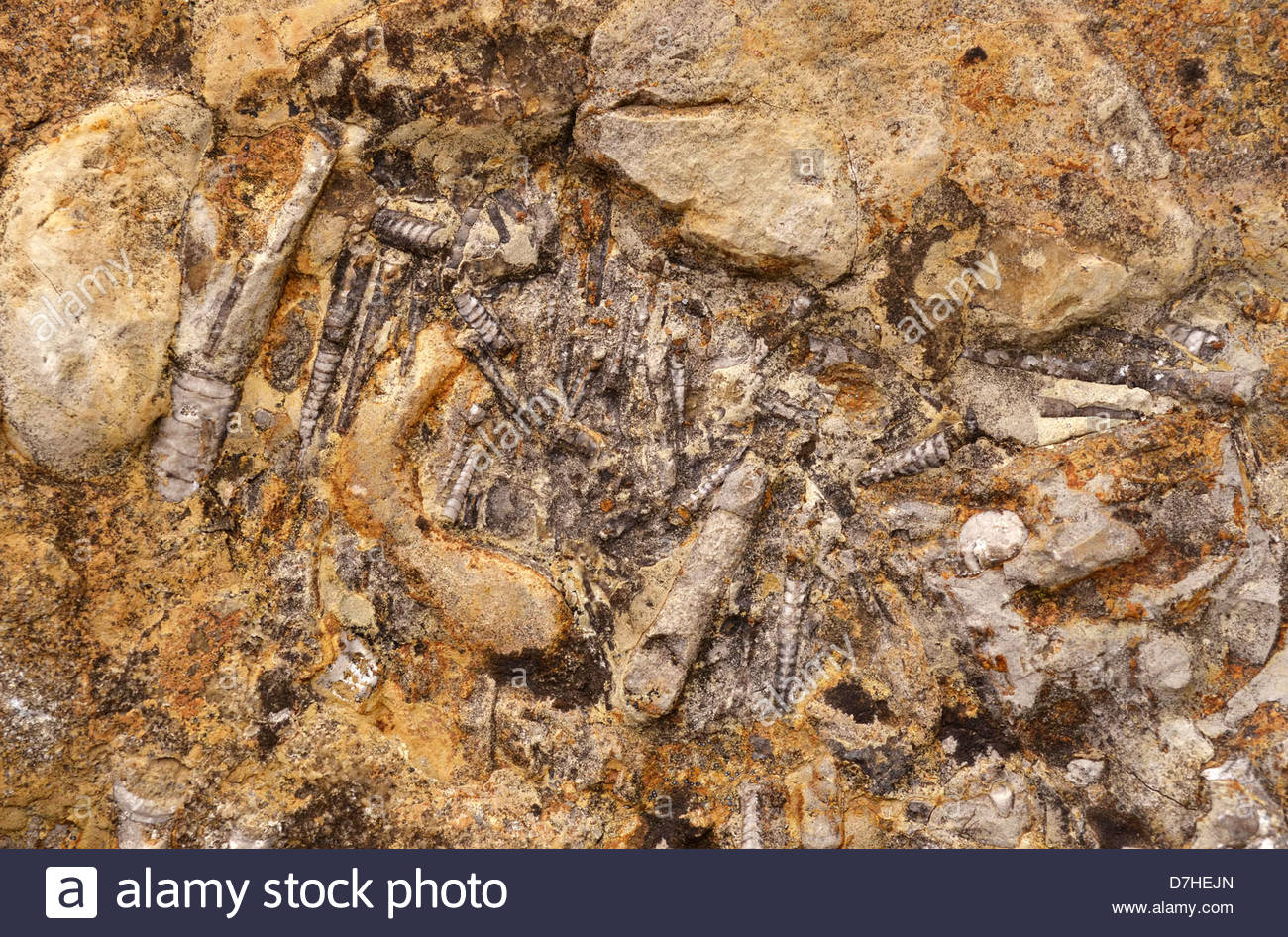 Limestone With Fossils High Resolution Stock Photography and Images - Alamy
