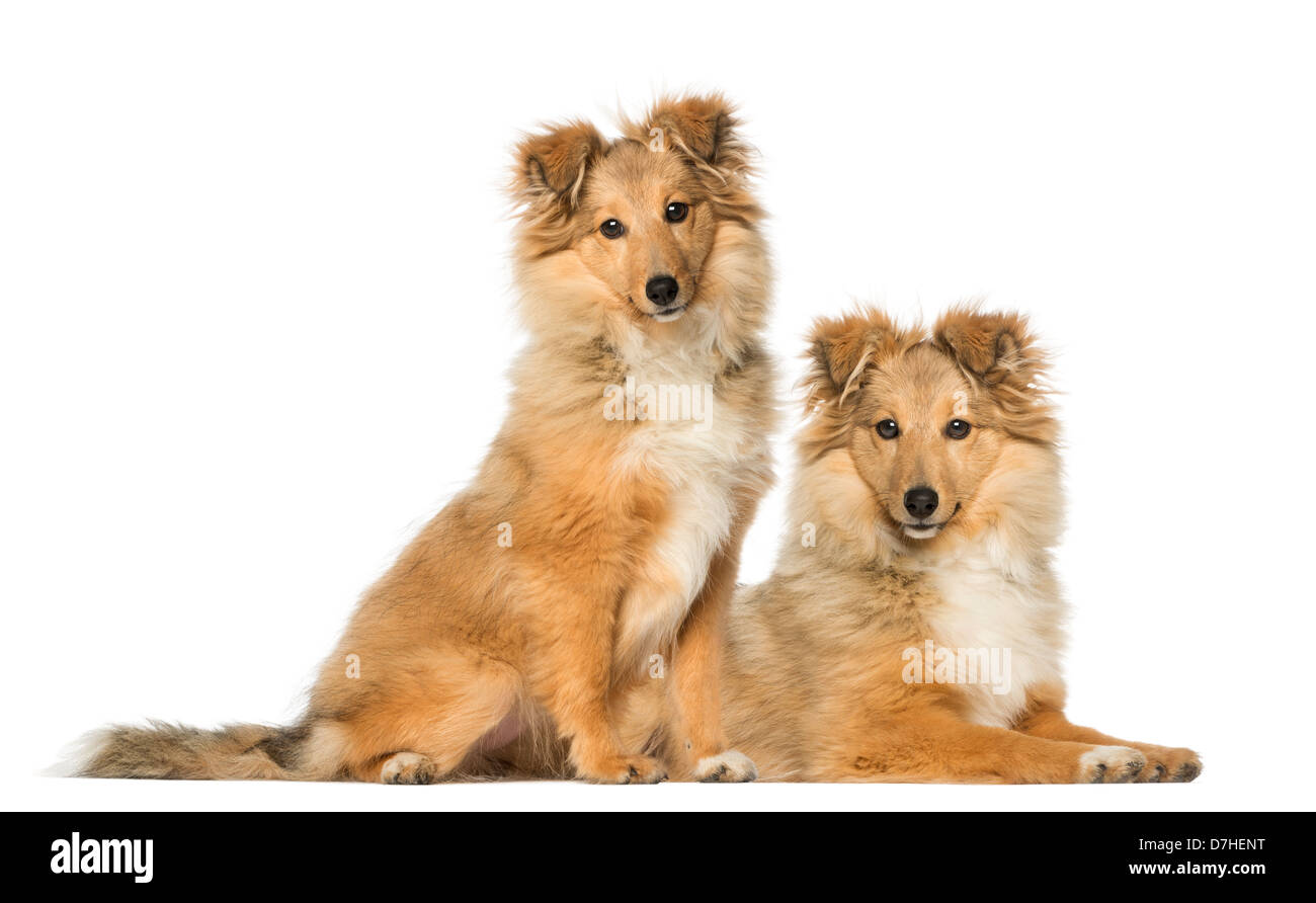 Two Border Collies, sitting and lying against white background Stock ...
