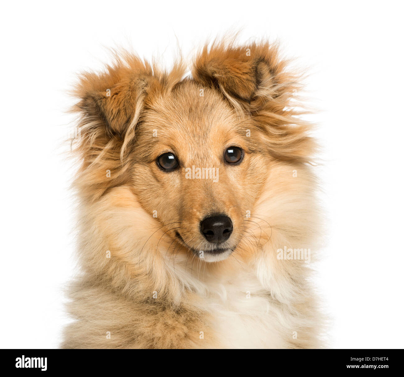 Close-up of Border Collie, looking at camera against white background ...