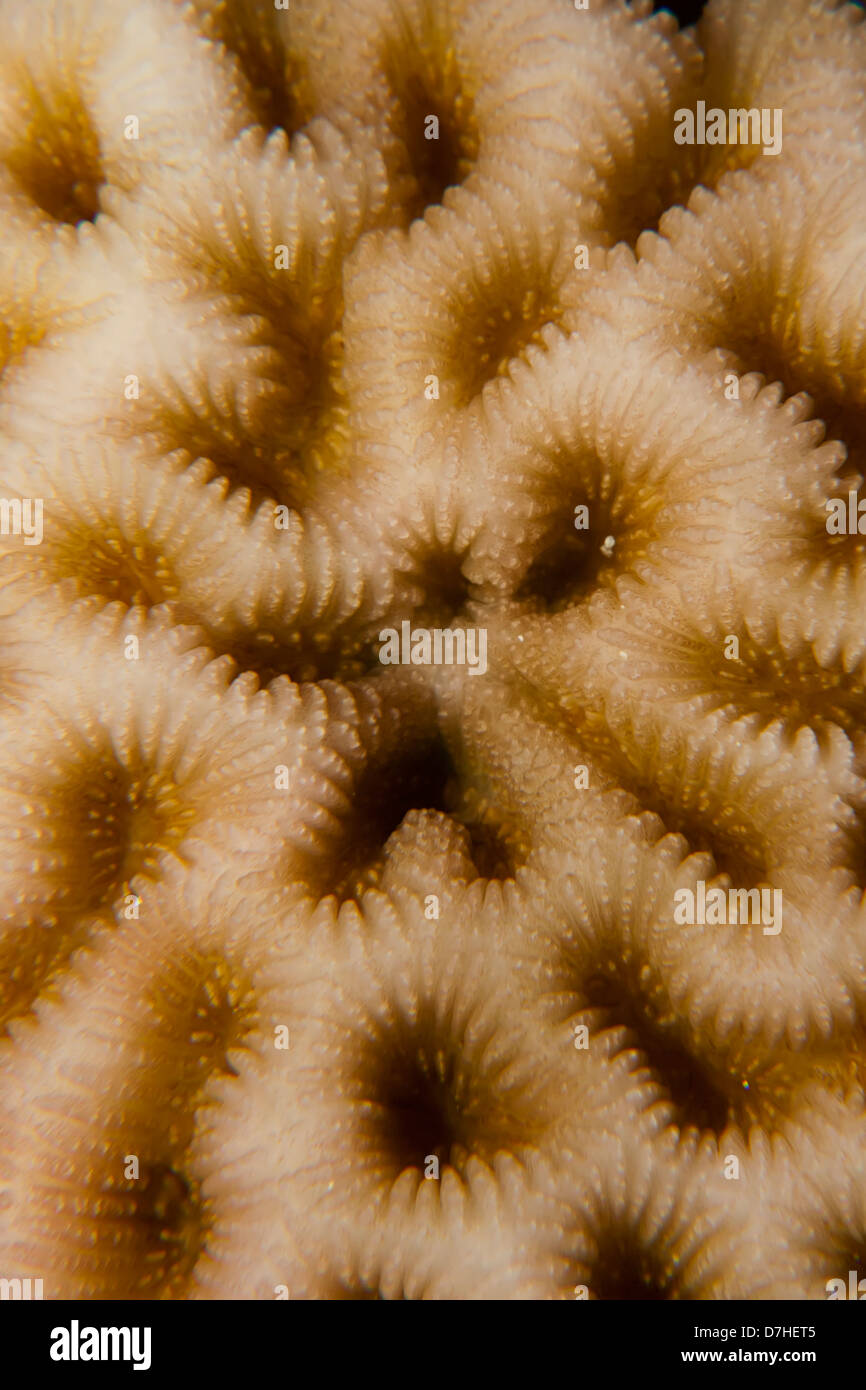 Coral pattern hi-res stock photography and images - Alamy