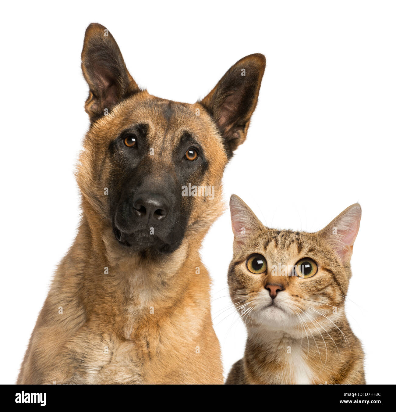 Are White German Shepherds Good With Cats