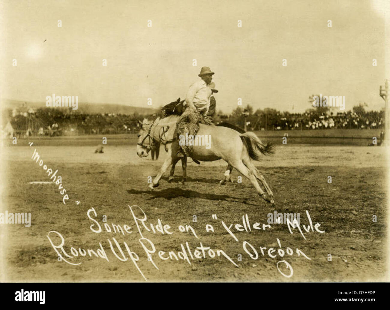 This photograph depicts a person riding a mule commonly referred to as ...