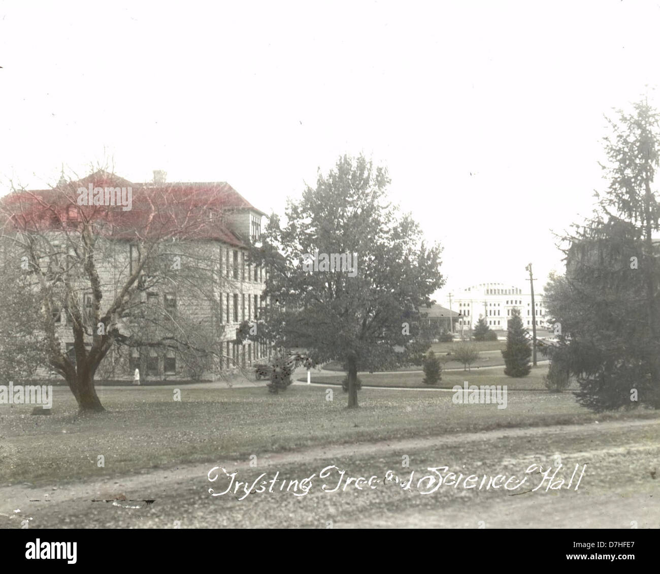 The Trysting Tree, located on the campus of Oregon Agricultural College ...
