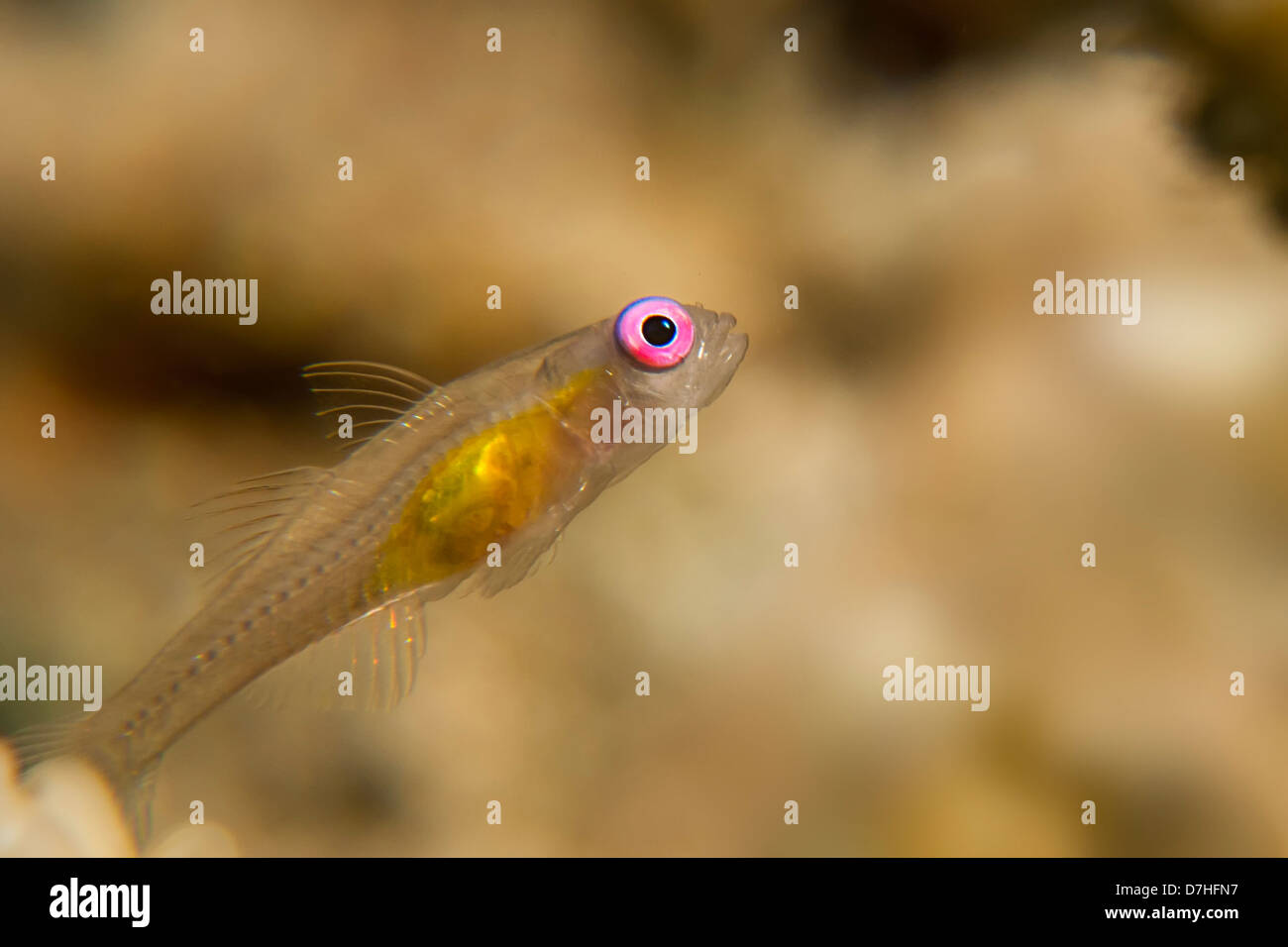 Red Eye Goby High Resolution Stock Photography and Images - Alamy