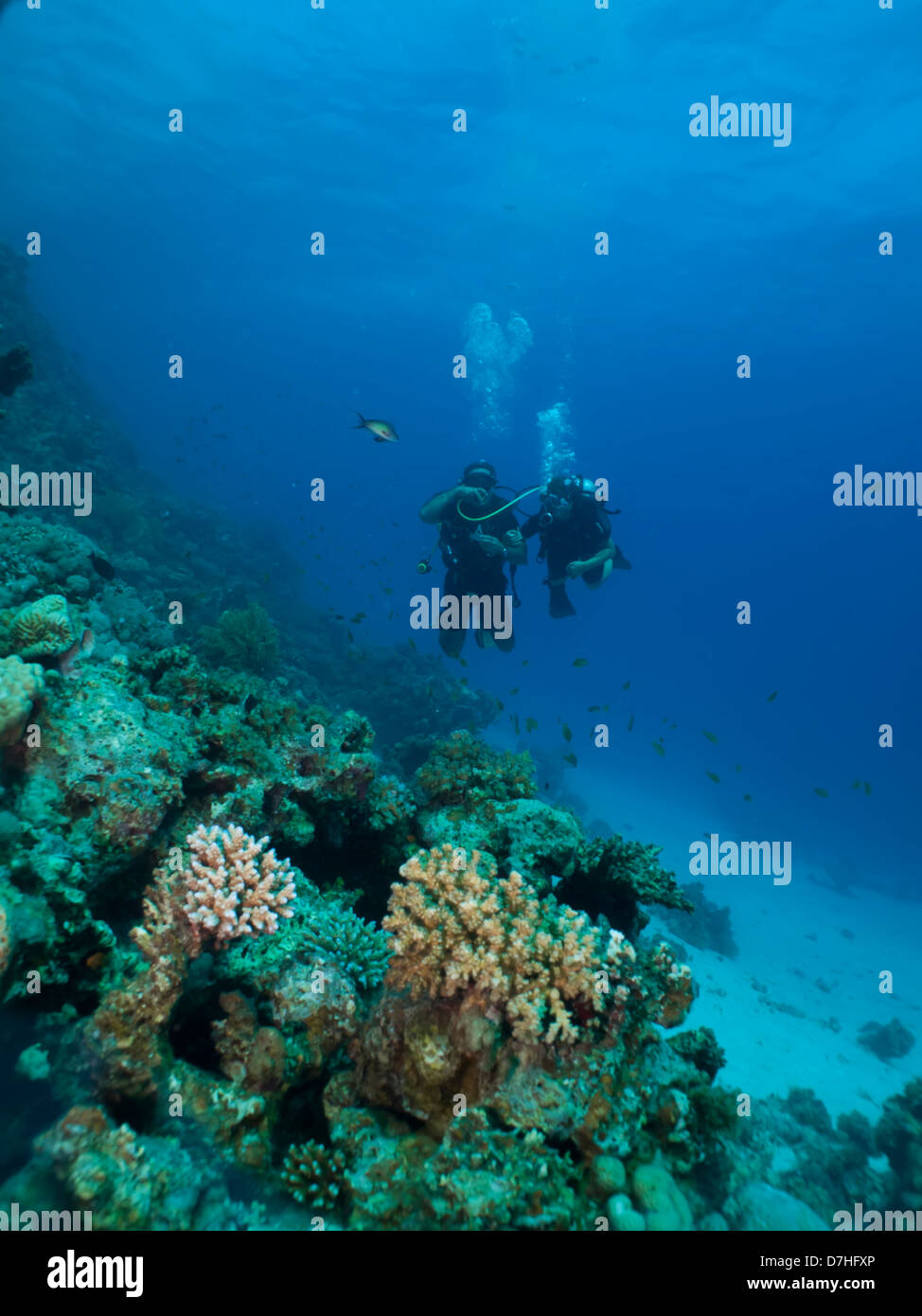 Scuba Diver and Coral Reef Stock Photo - Alamy